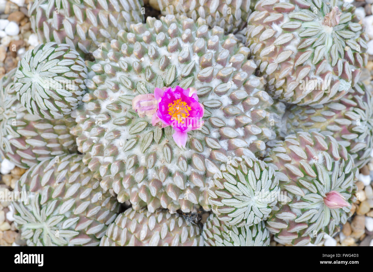 Cactus japan hi-res stock photography and images - Alamy
