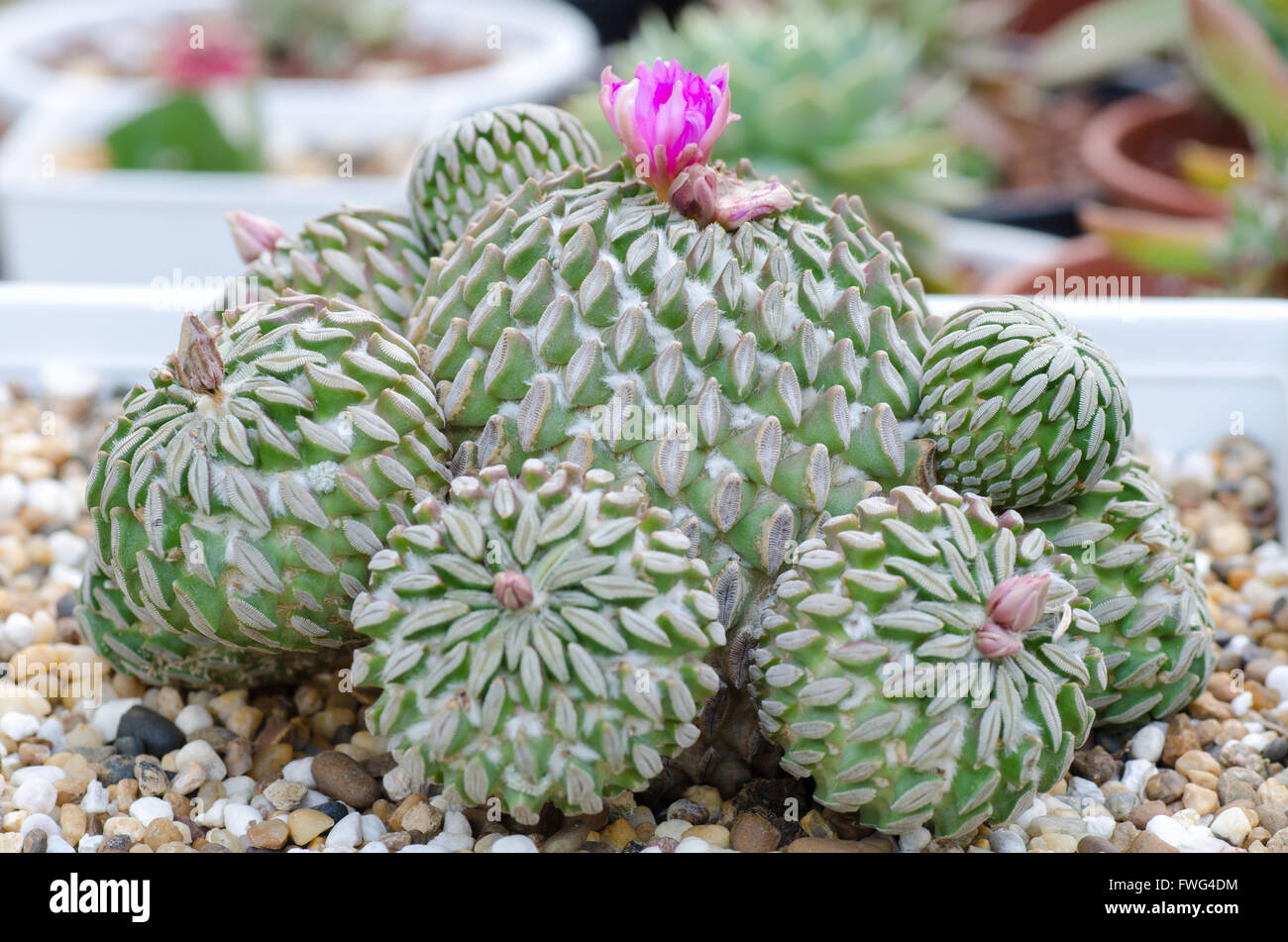Hot pink cactus flower hi-res stock photography and images - Alamy