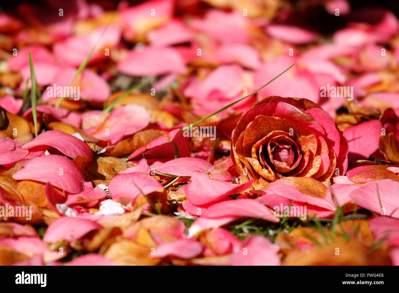 Dropped flower petals hi-res stock photography and images - Alamy