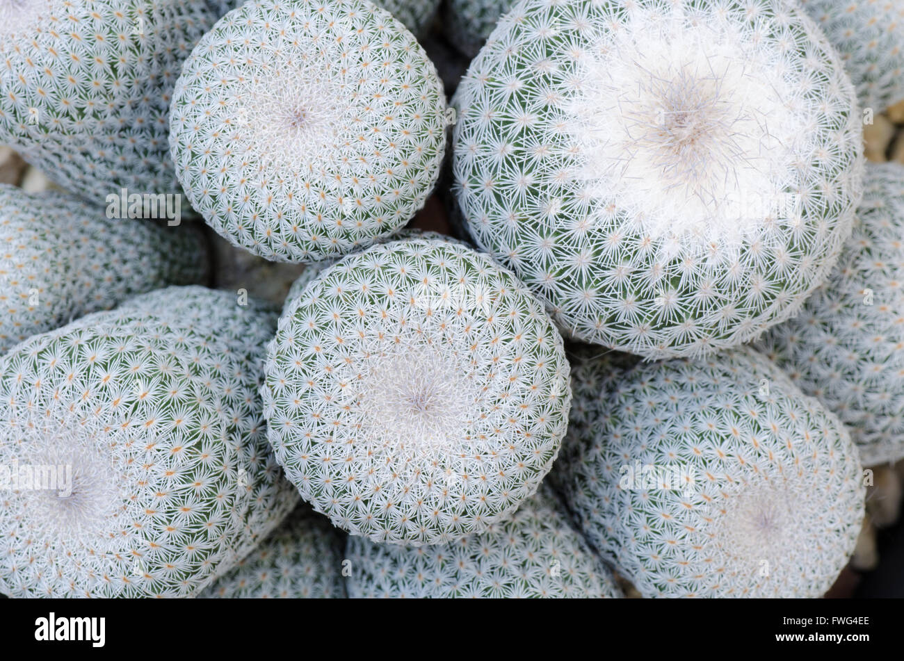 Close up of cactus texture background Stock Photo - Alamy