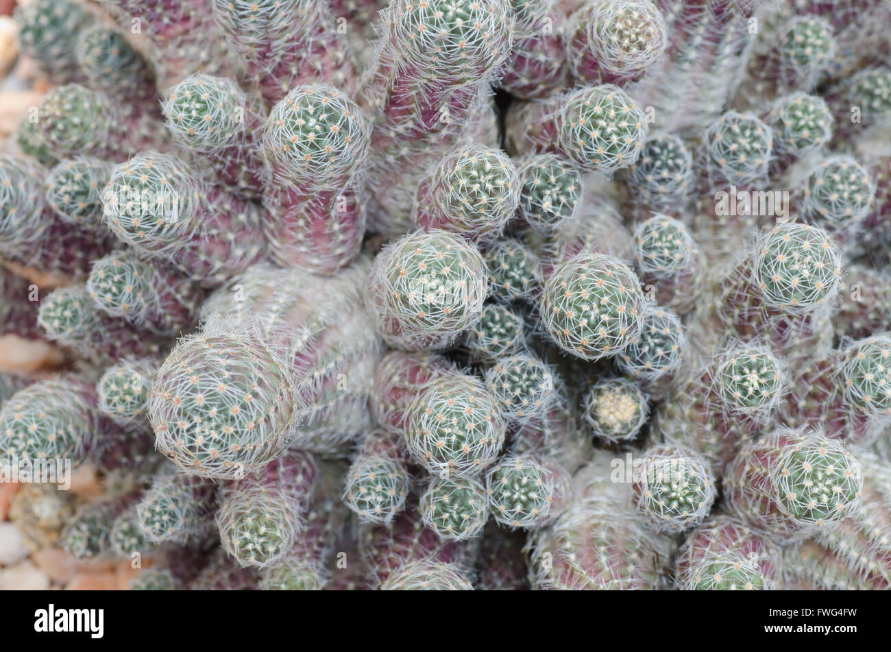cactus texture background Stock Photo - Alamy