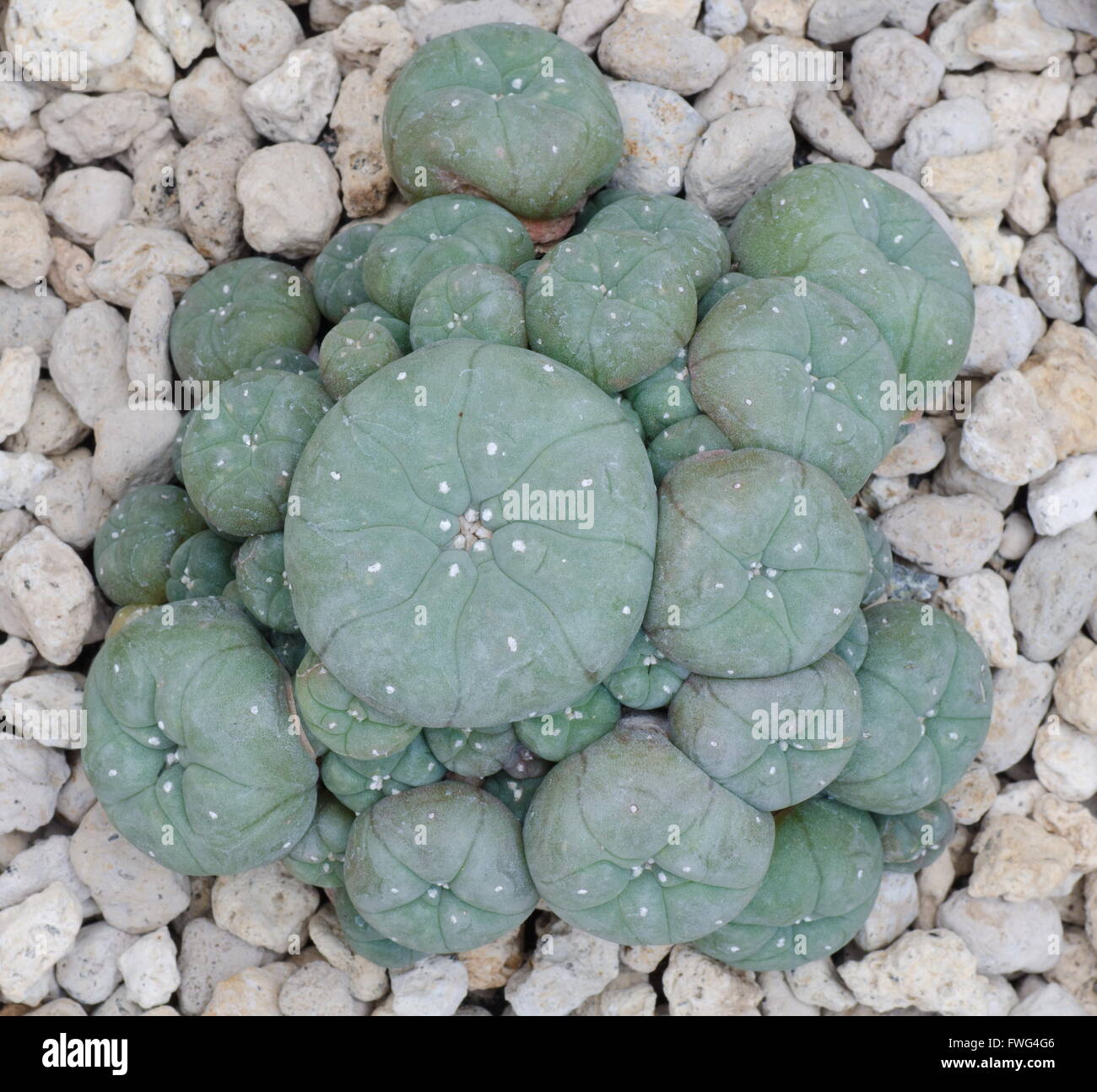 Close up of cactus texture background Stock Photo - Alamy
