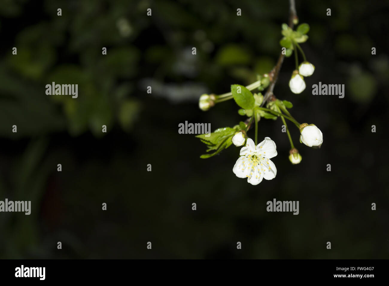 Sour cherry hi-res stock photography and images - Alamy