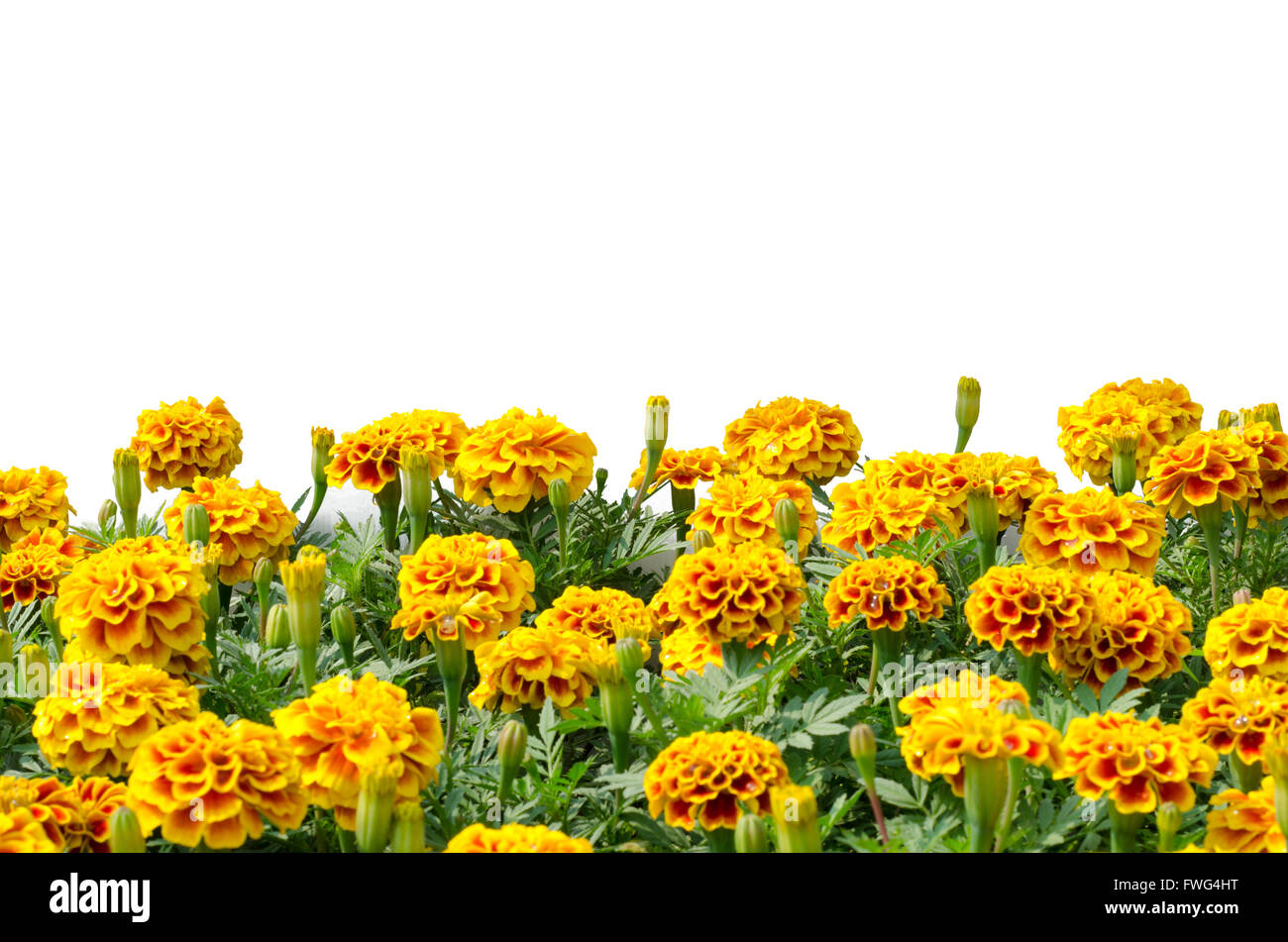 French Marigolds blooming isolated on white background Stock Photo - Alamy