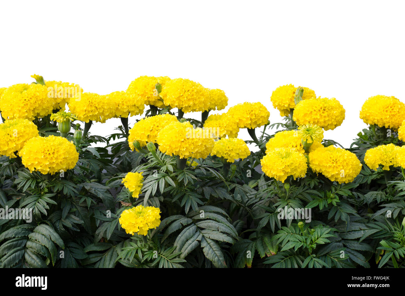 Marigold on tree isolated on white background Stock Photo - Alamy