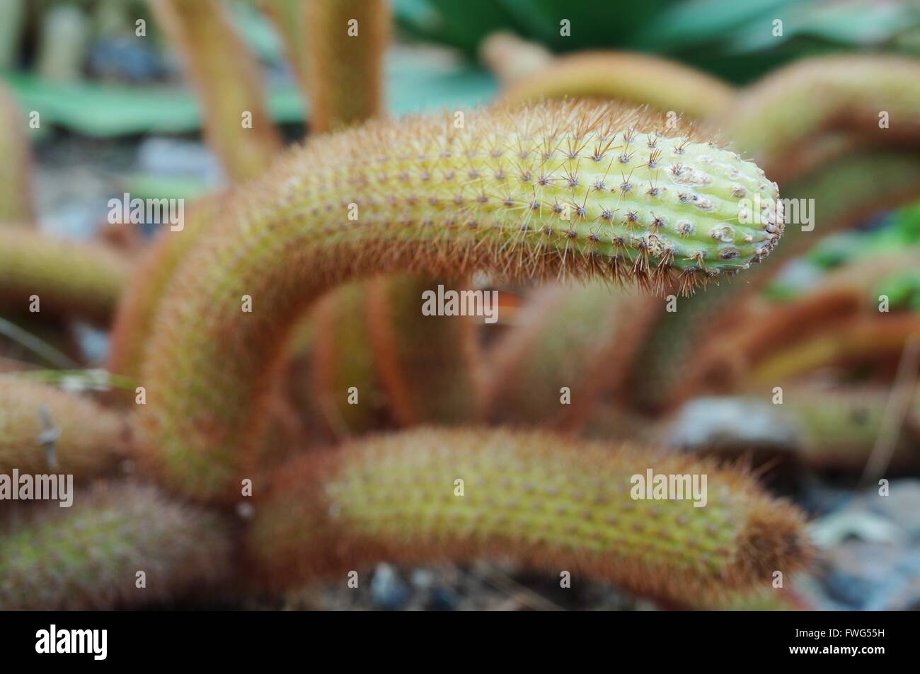 Golden tail hi-res stock photography and images - Alamy