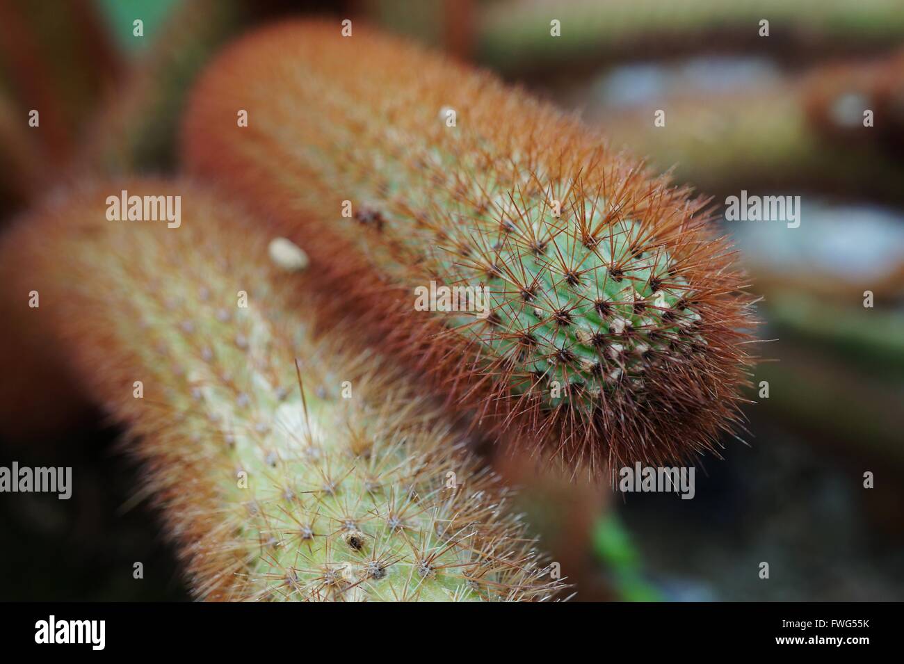 Golden rat tail cactus plant (Cleistocactus winteri Stock Photo - Alamy