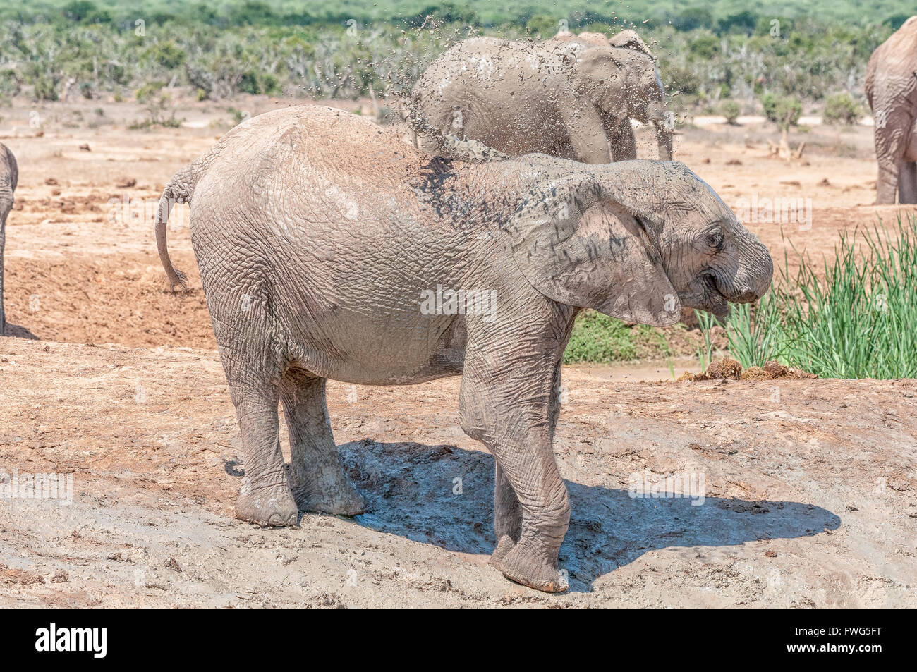 An African Elephant calf spraying itself with muddy water Stock Photo ...