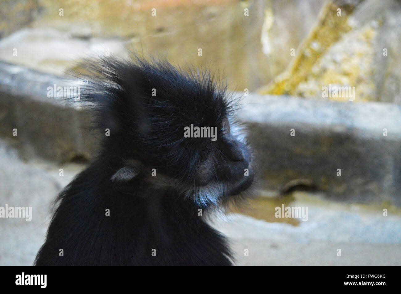 Monkey profile hi-res stock photography and images - Alamy