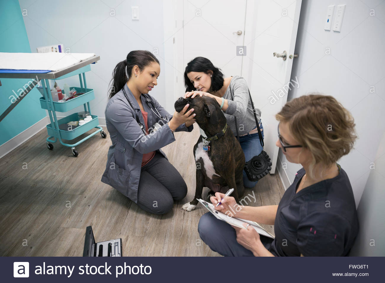 Examination room vet hi-res stock photography and images - Alamy