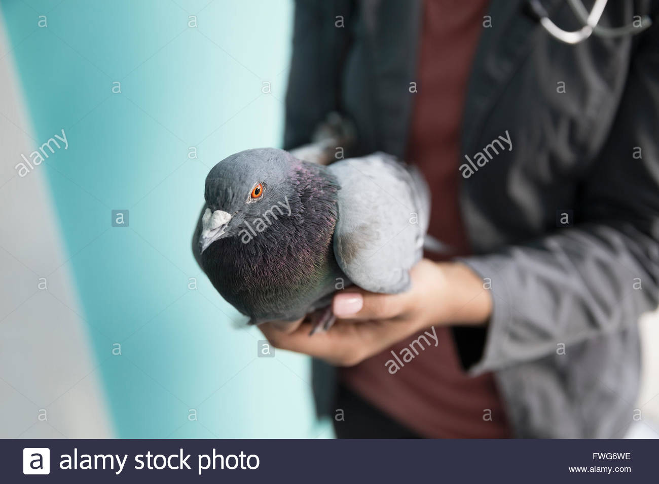 Real pigeon hi-res stock photography and images - Alamy