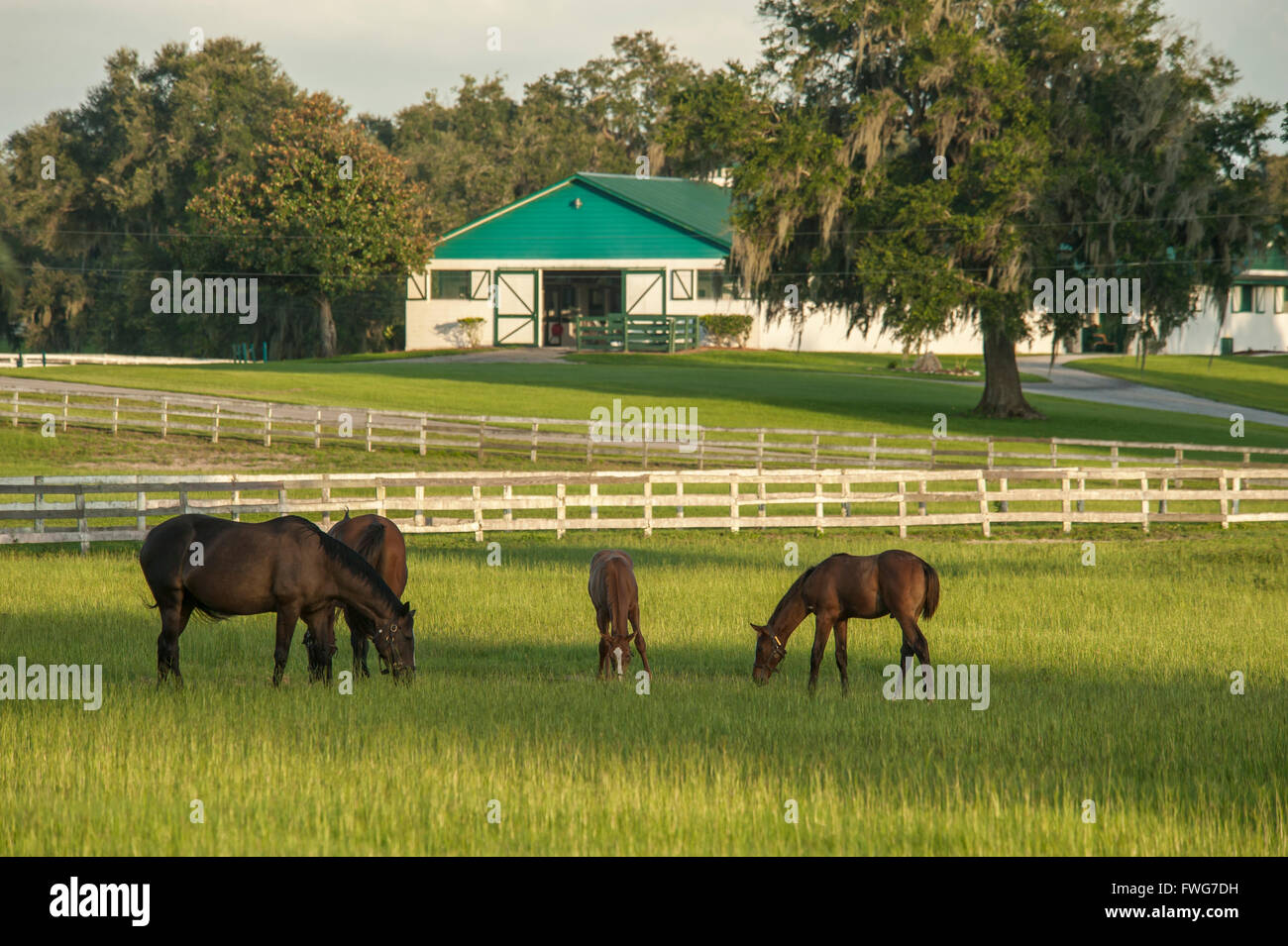 Thoroughbreds hi-res stock photography and images - Alamy