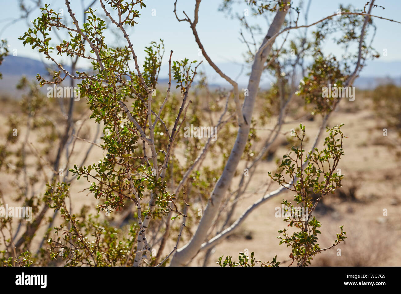 Creosote bushes hi-res stock photography and images - Alamy