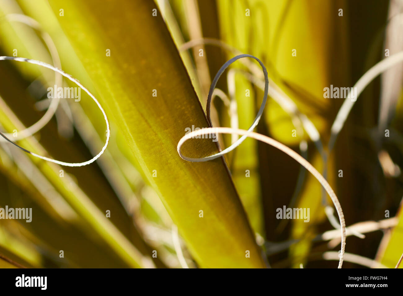 Agave cactus, Joshua Tree National Park, California, USA Stock Photo ...