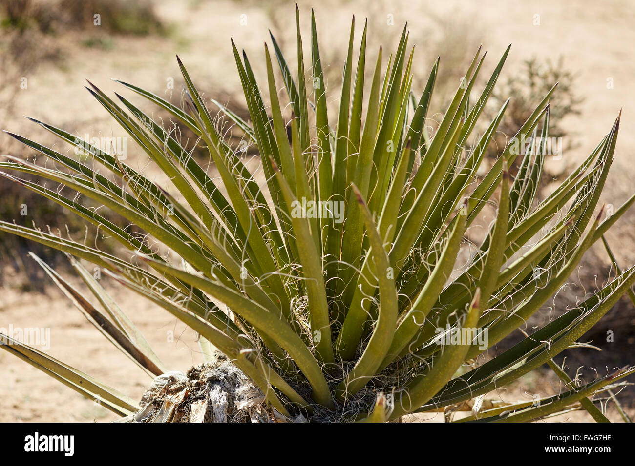 Agave cactus, Joshua Tree National Park, California, USA Stock Photo ...