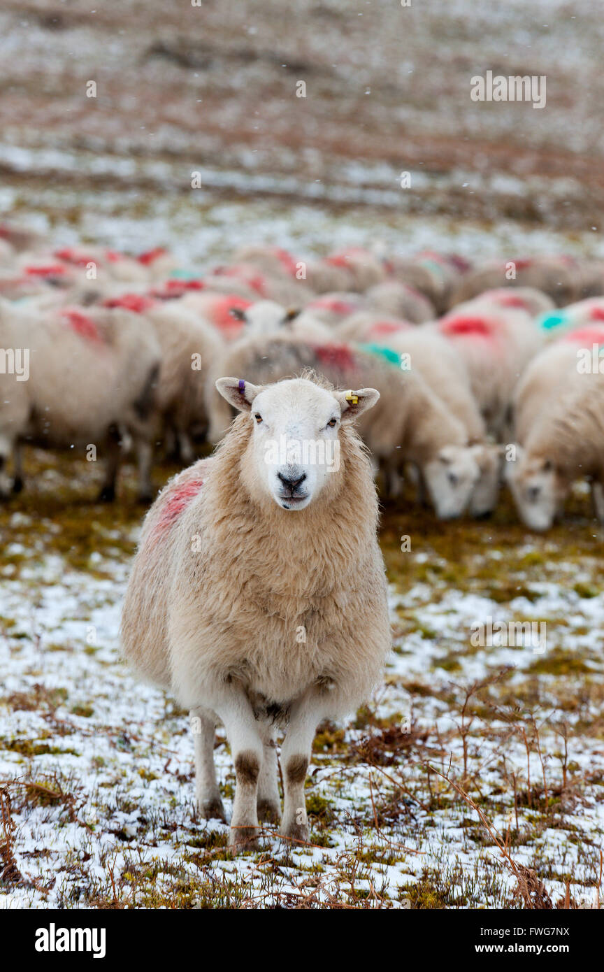 Ewe people hi-res stock photography and images - Alamy