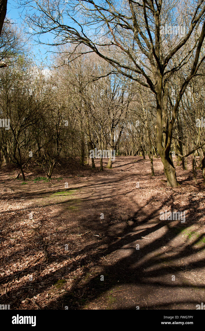 Forest pathway in a clearing with natural sunlight and shadows Stock ...