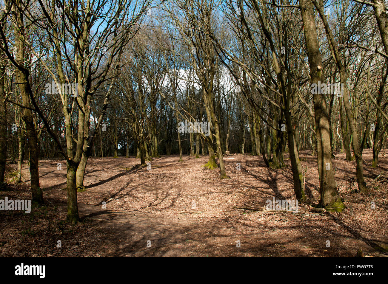 Forest pathway in a clearing with natfural sunlight and shadows Stock ...