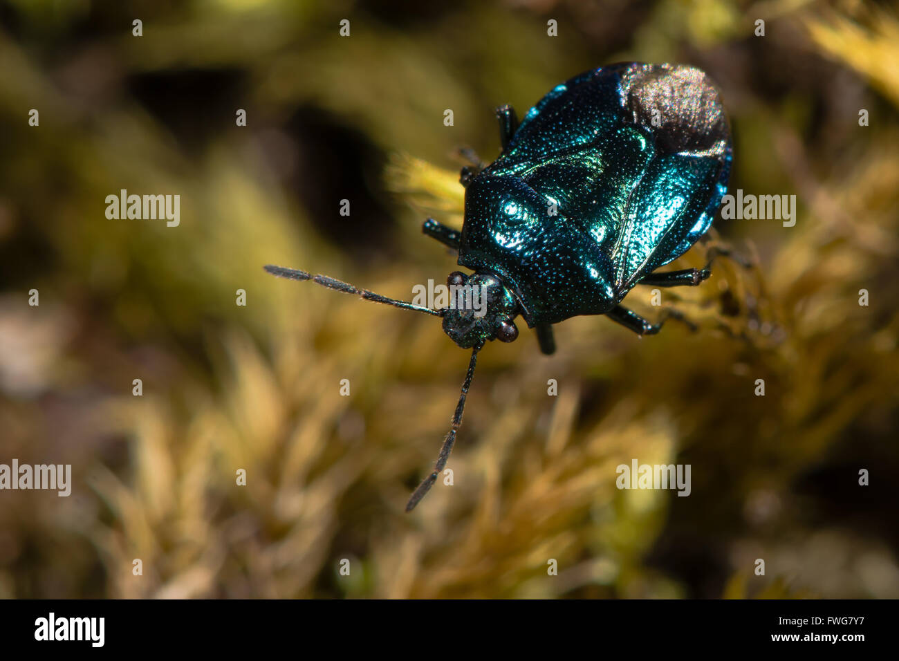 Blue shieldbug (Zicrona caerulea) from above. An iridescent true bug in ...