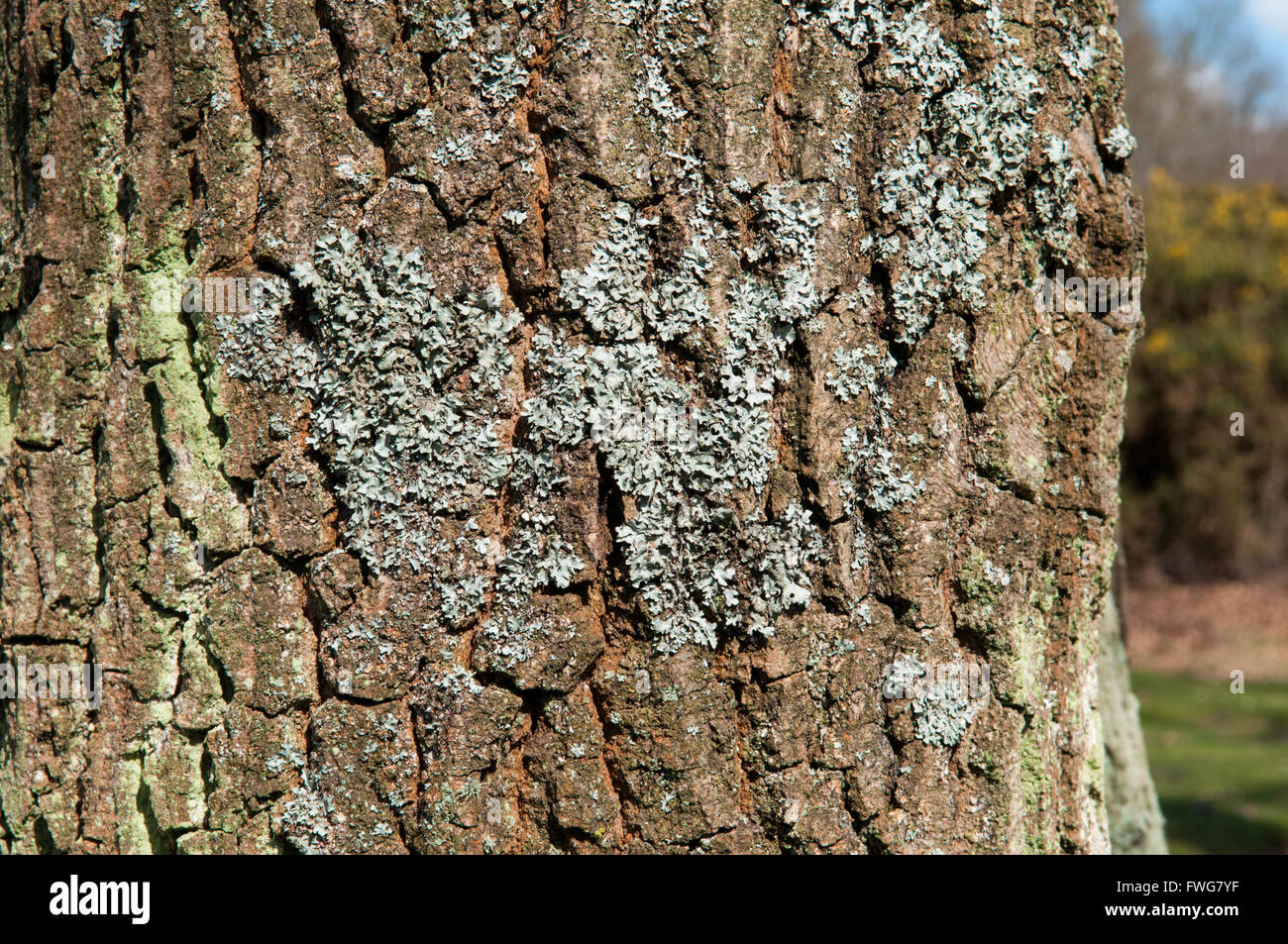 Trunk bark tree hi-res stock photography and images - Alamy