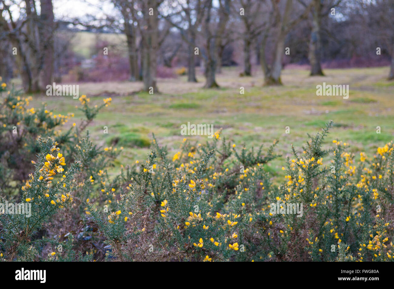 Forest pathway in a clearing with natural sunlight and shadows Stock ...