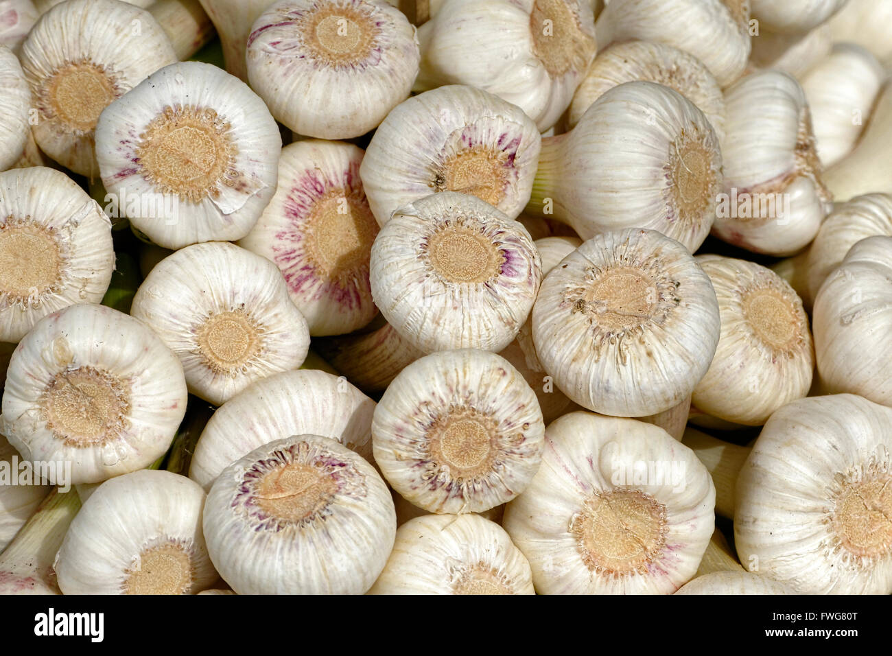 Vegetable bulbs hi-res stock photography and images - Alamy