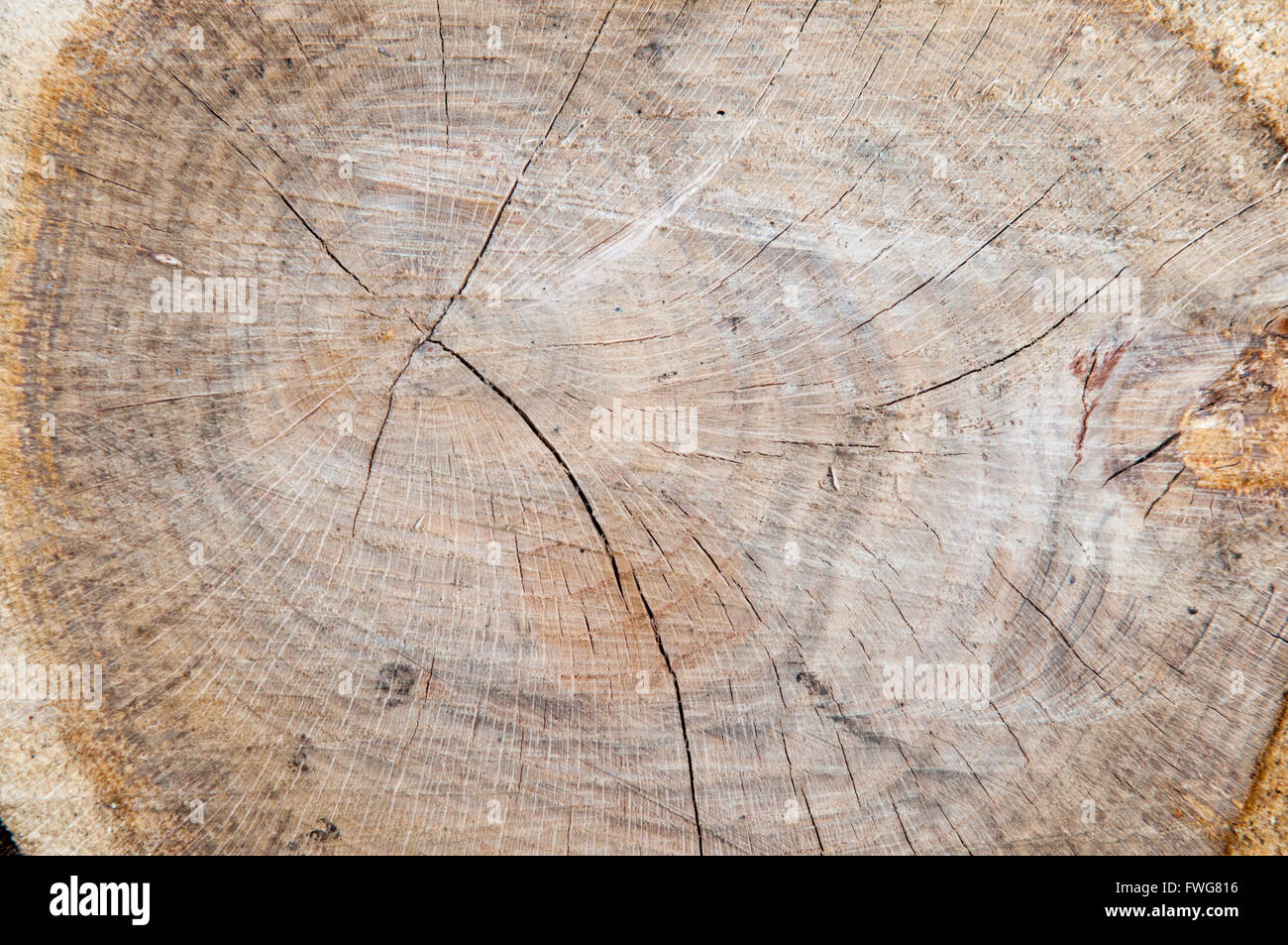 Close up wood background from a tree trunk Stock Photo - Alamy