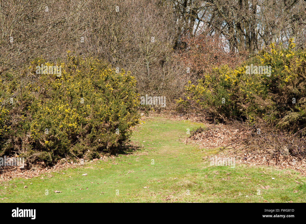 Grassy pathway through flowering hedgerow in the woods Stock Photo - Alamy