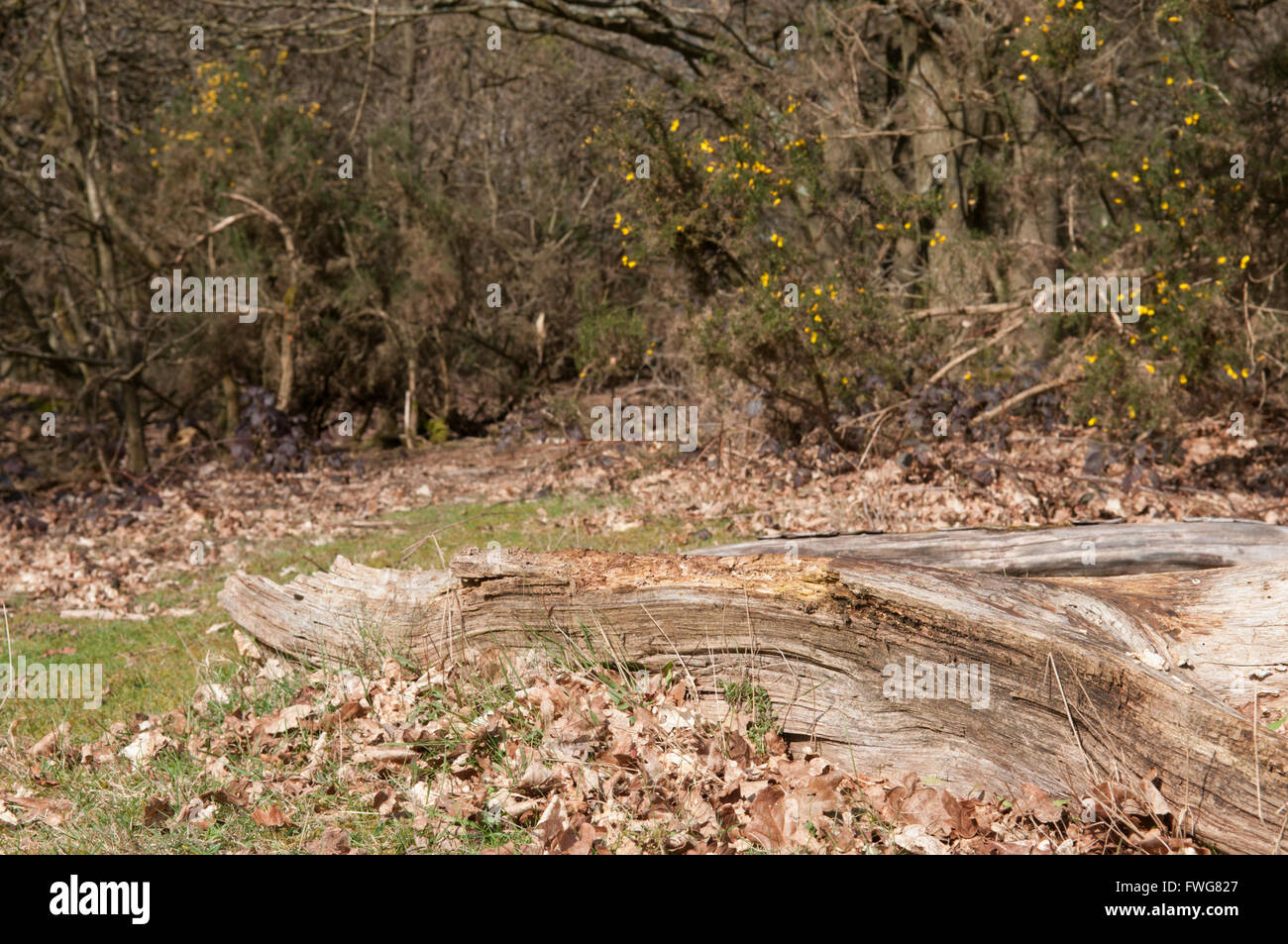 Leaves leafy forest floor hi-res stock photography and images - Alamy