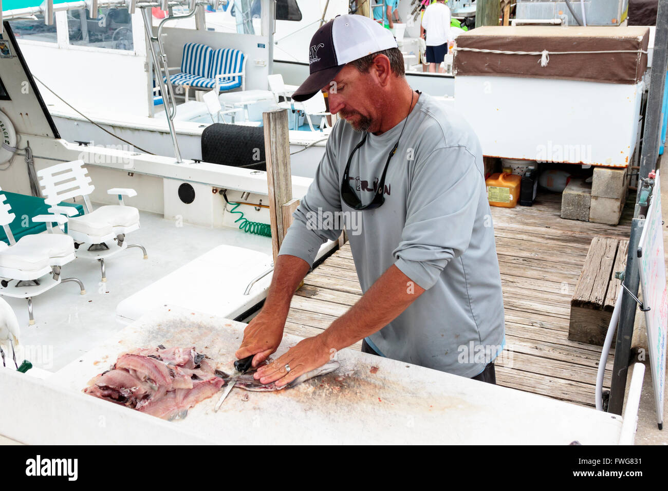 Fisherman gutting and filleting a freshly caught fish at Clearwater ...