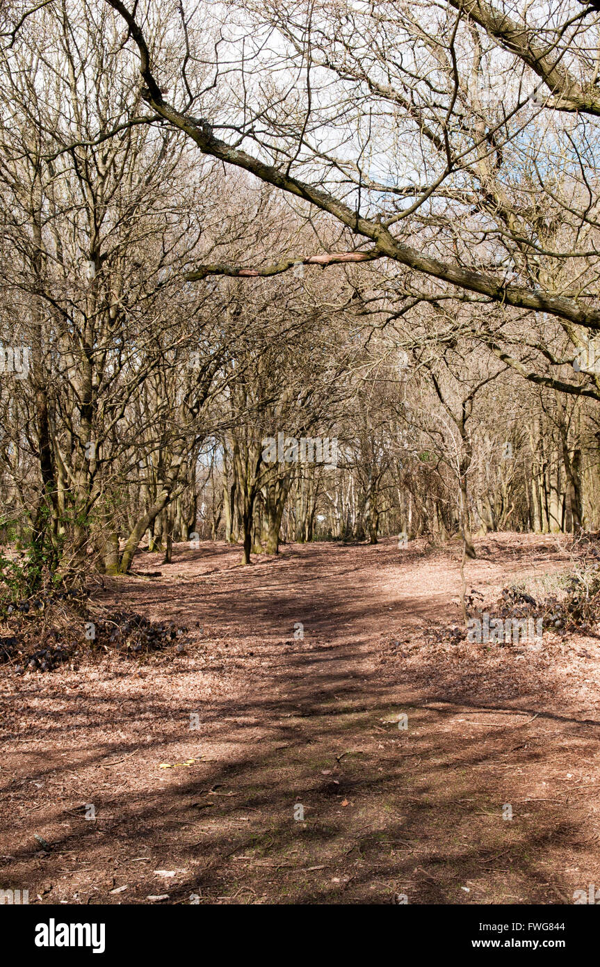 Forest pathway in a clearing with natfural sunlight and shadows Stock ...