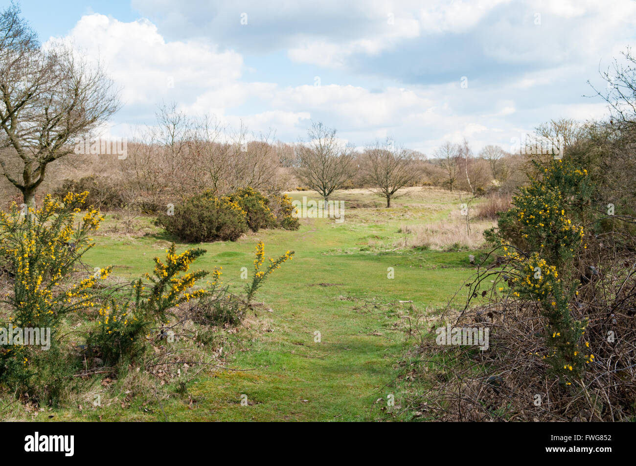 Meadow in the clearing of a forest in sunlight Stock Photo - Alamy