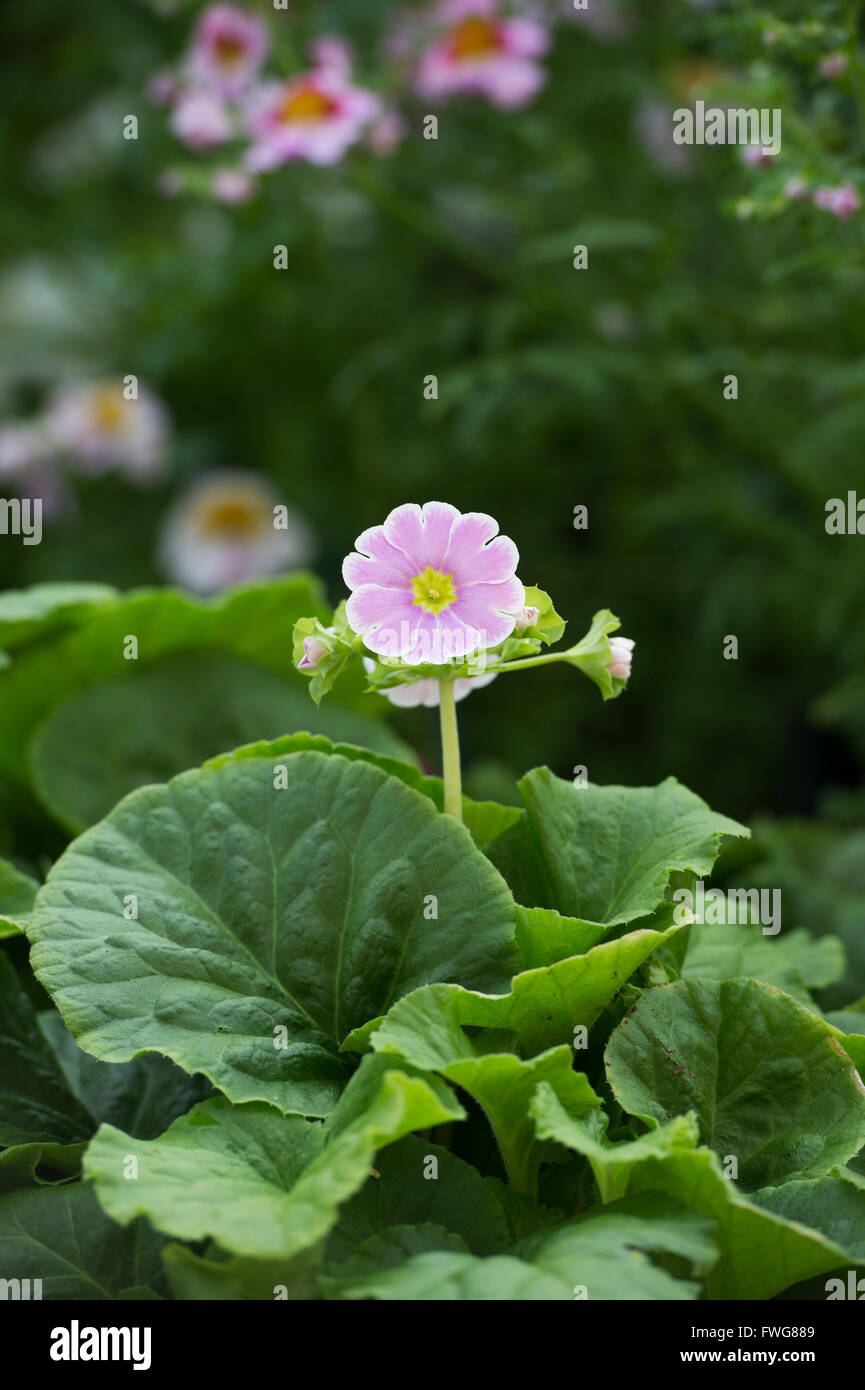 Primula obconica libre. German primrose Stock Photo - Alamy