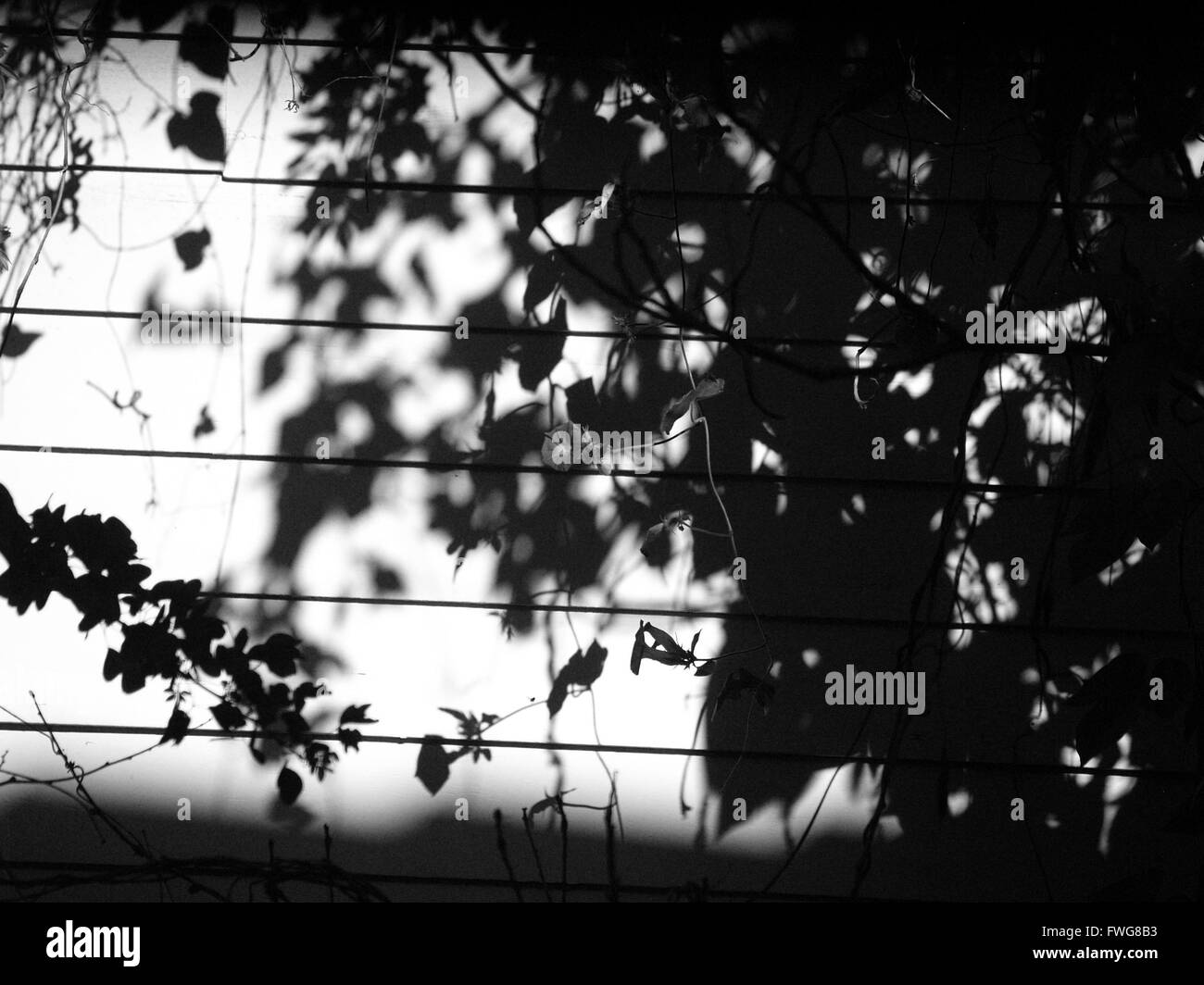 The Layers of Shadows in the Garden Stock Photo - Alamy