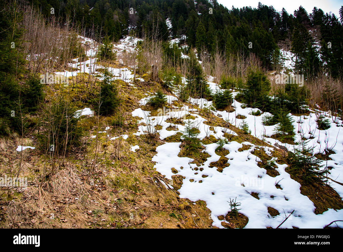 forest in the early spring Stock Photo - Alamy