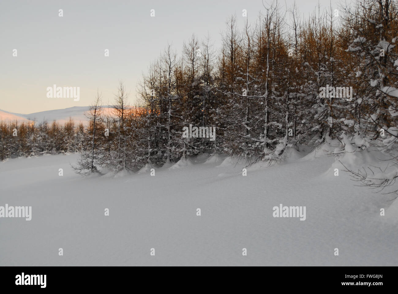 Larch trees in winter Stock Photo - Alamy
