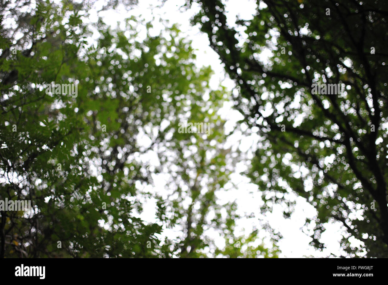 Backlit trees hi-res stock photography and images - Alamy