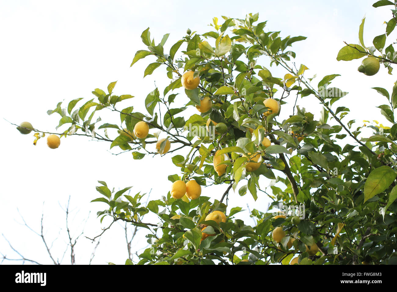 Lemon tree hi-res stock photography and images - Alamy