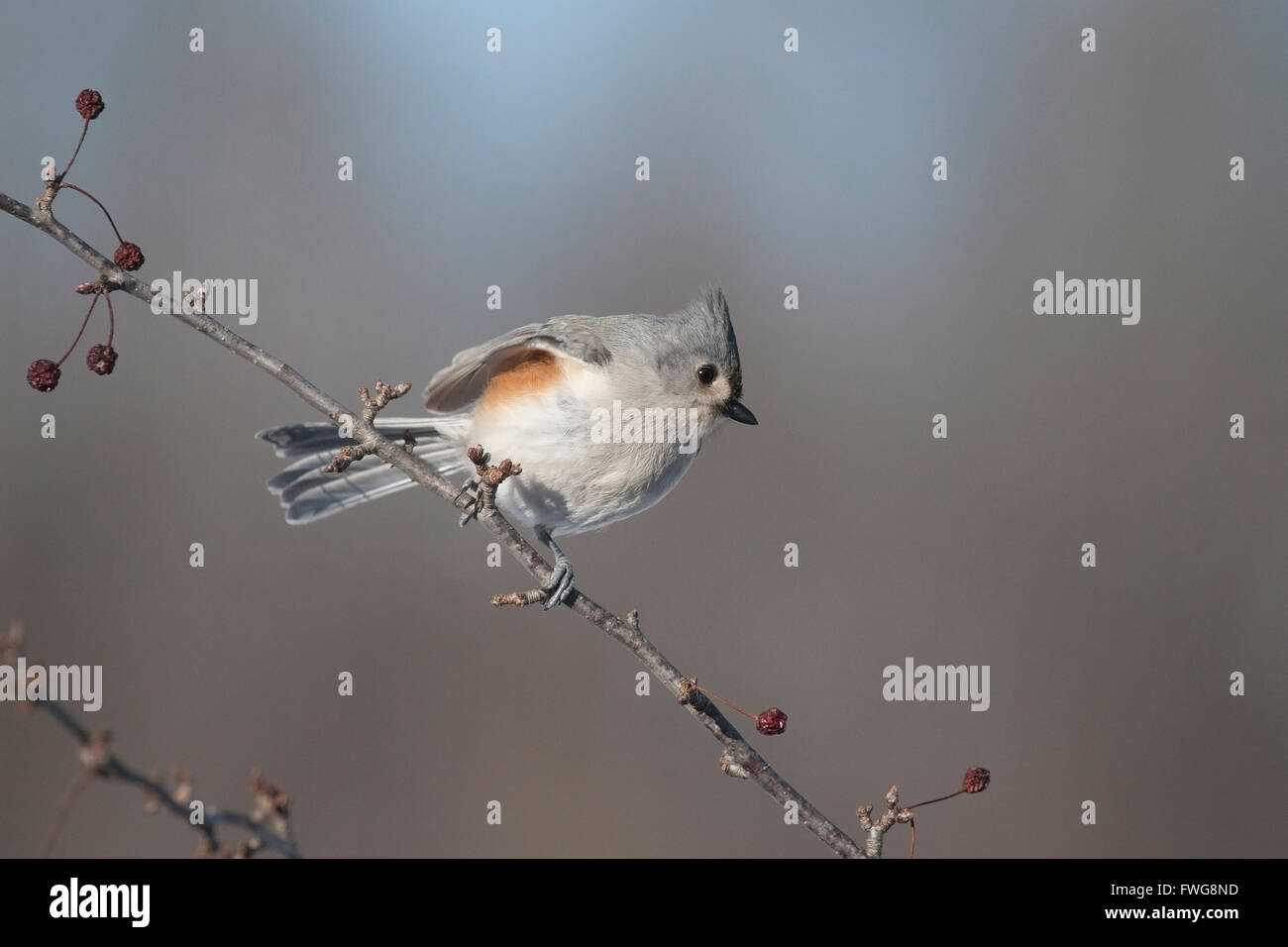 Titmouse hi-res stock photography and images - Alamy
