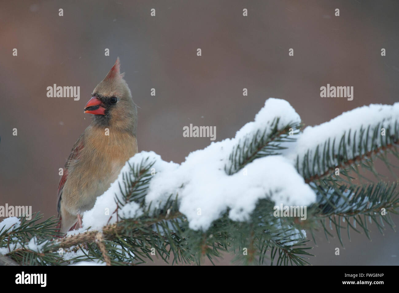 Cardinal on snowy pine branch hi-res stock photography and images - Alamy