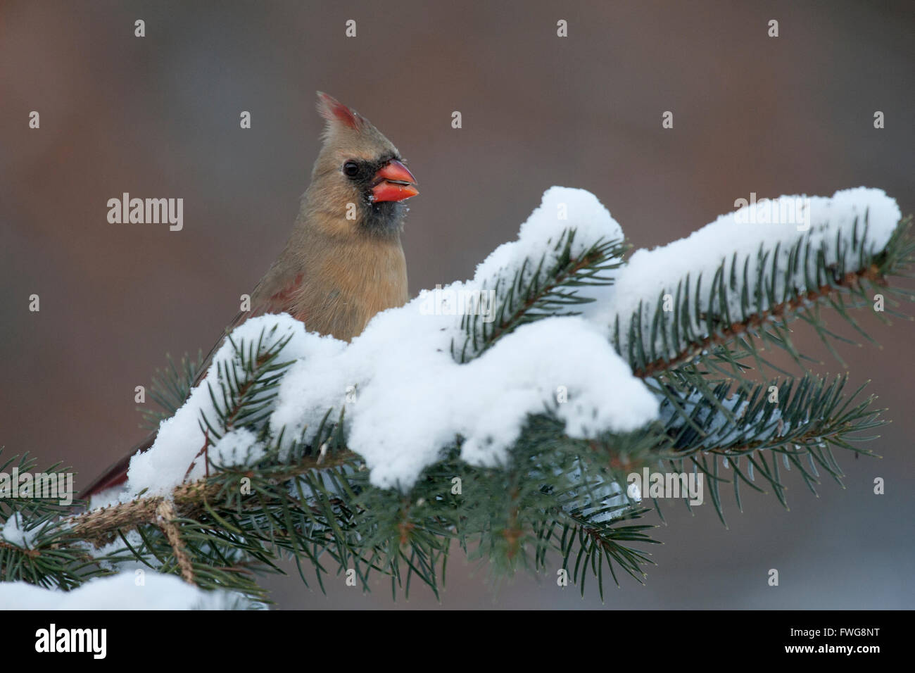 Cardinal on snowy pine branch hi-res stock photography and images - Alamy