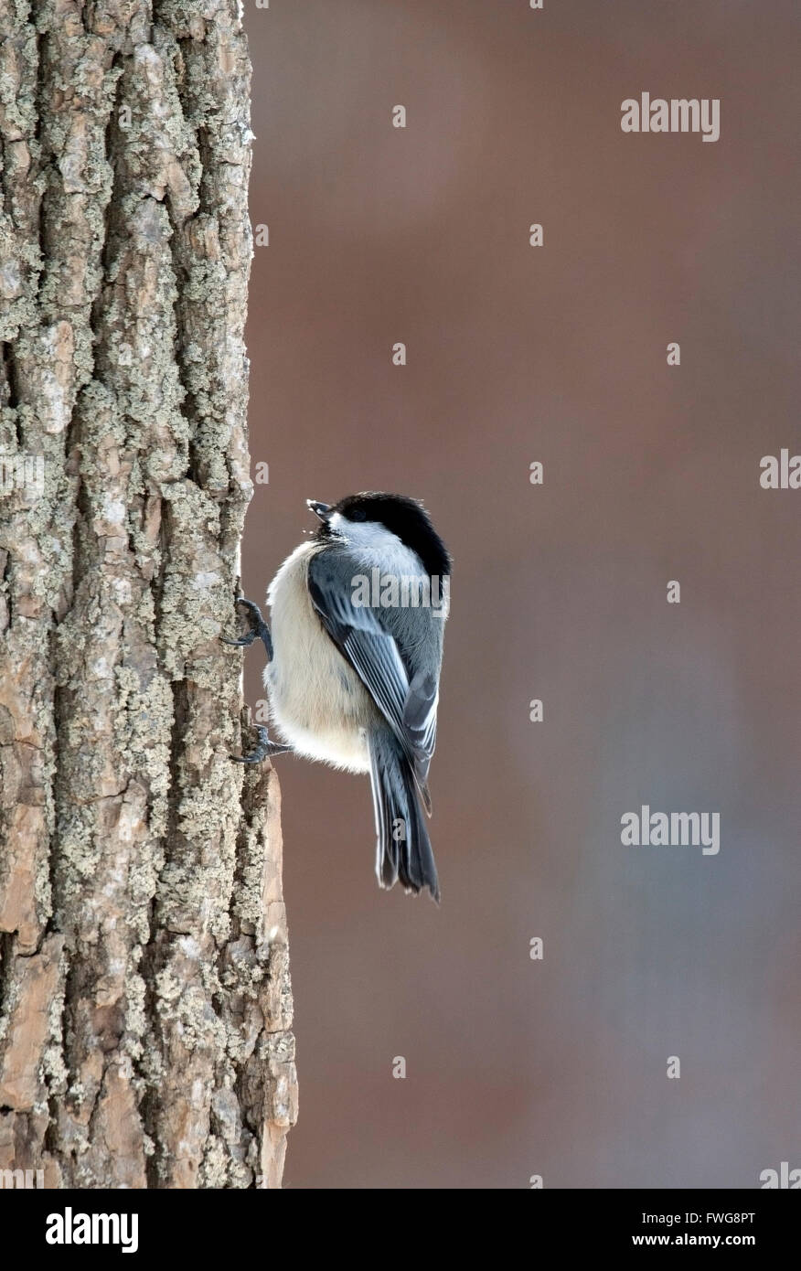 Black capped chickadee clings to tree trunk Stock Photo - Alamy