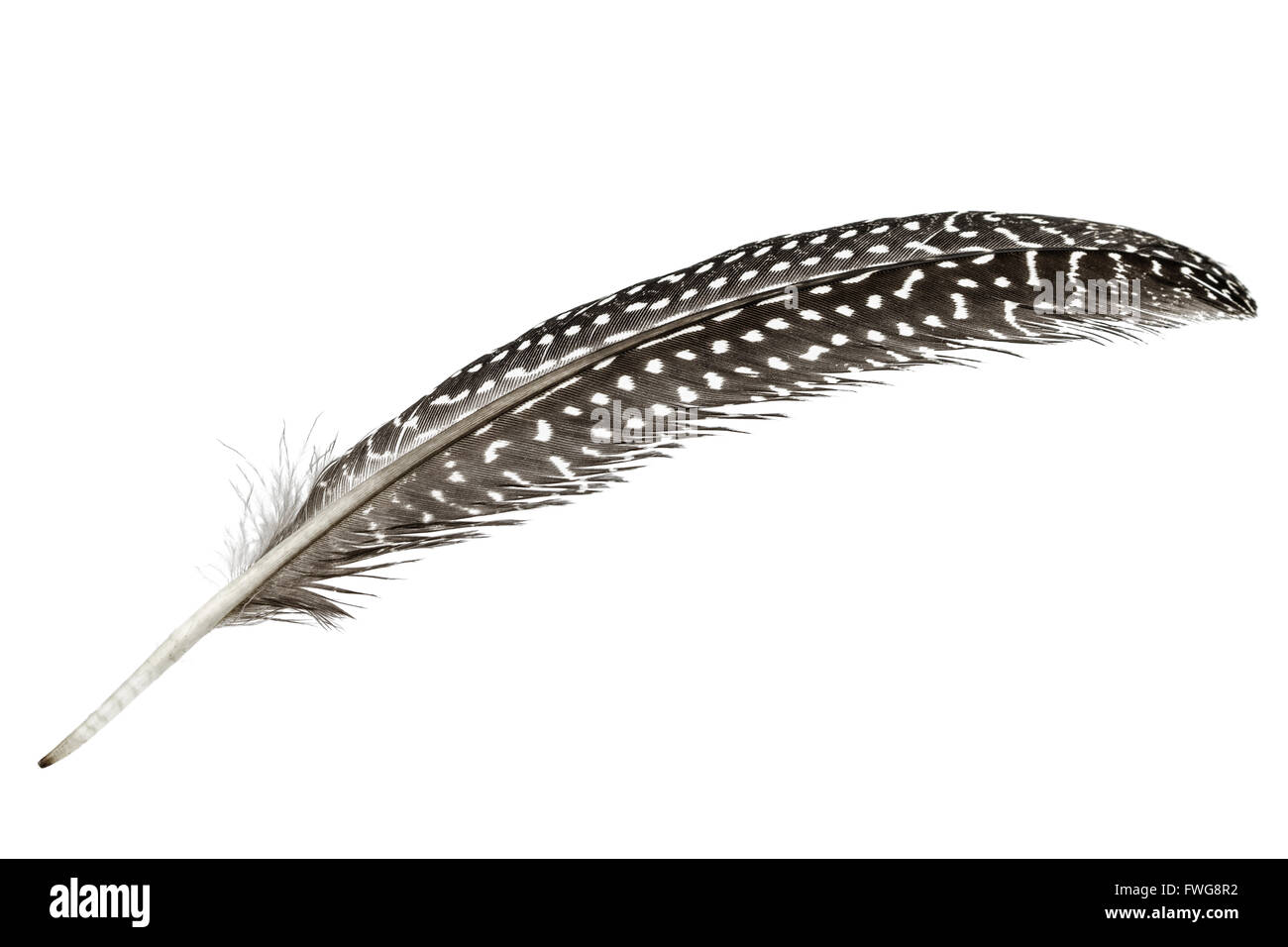 Feather of guinea fowl, isolated on white background Stock Photo - Alamy