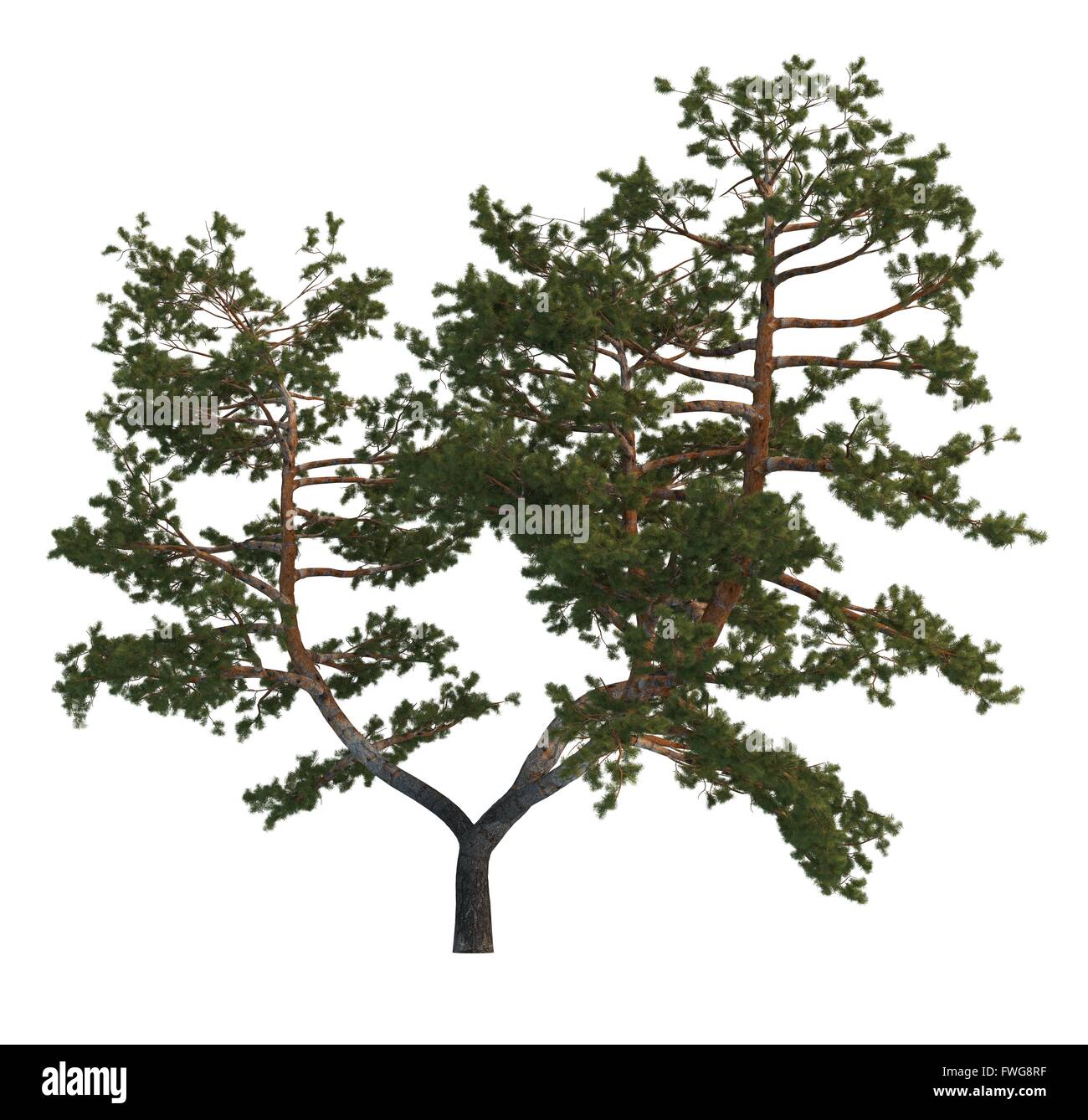 Pine Tree Isolated On White Stock Photo - Alamy