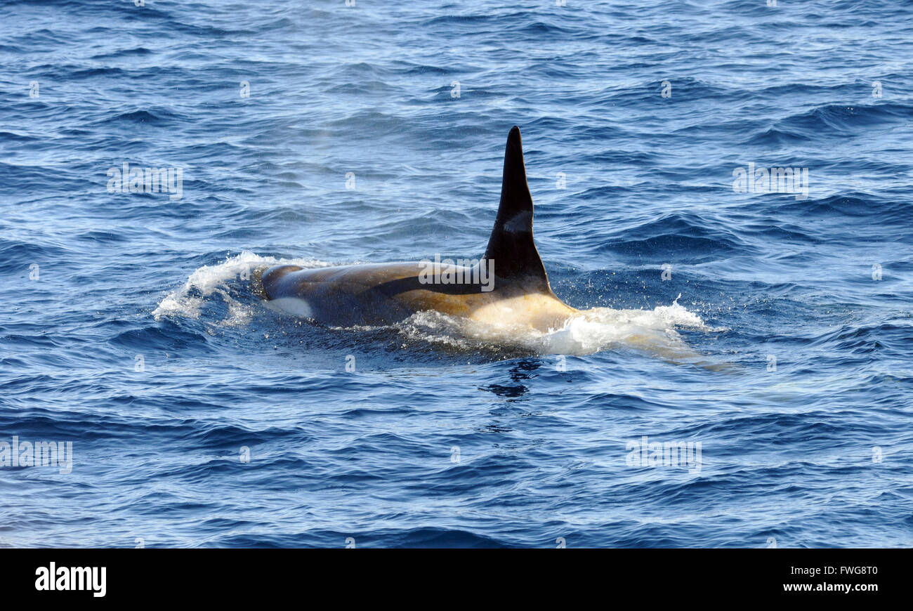 Killer whales or orcas (Orcinus orca). These are type B Orcas. Hope Bay ...