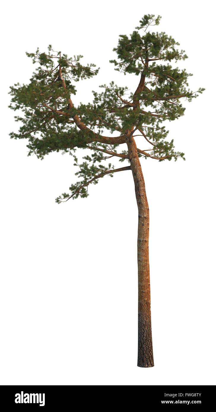 Pine Tree Isolated On White Stock Photo - Alamy