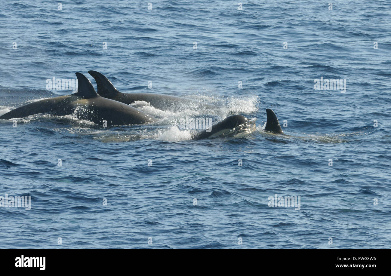 Killer whales or orcas (Orcinus orca). These are type B Orcas. Hope Bay ...