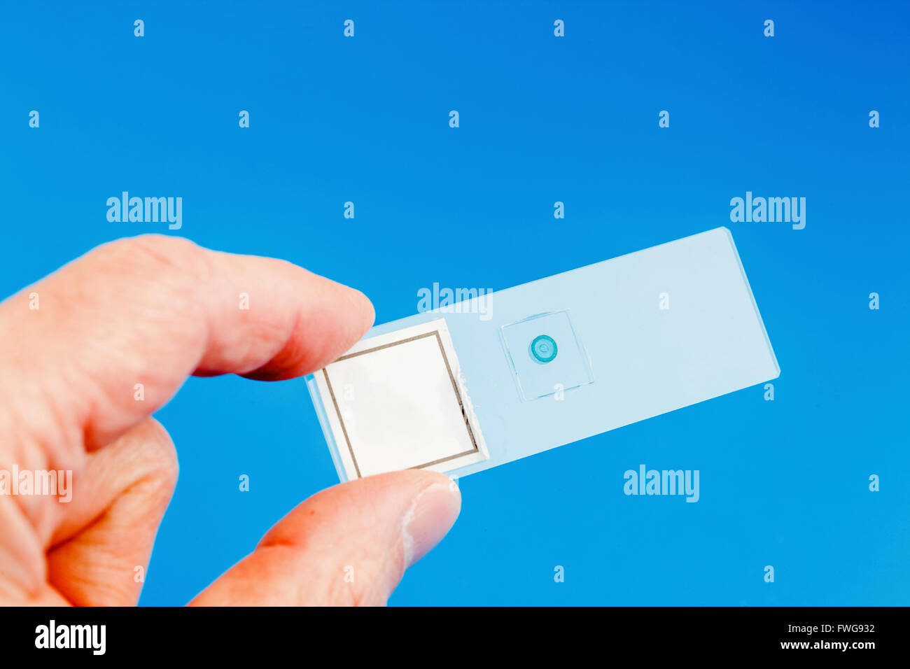 Person holding a microscope slide Stock Photo - Alamy