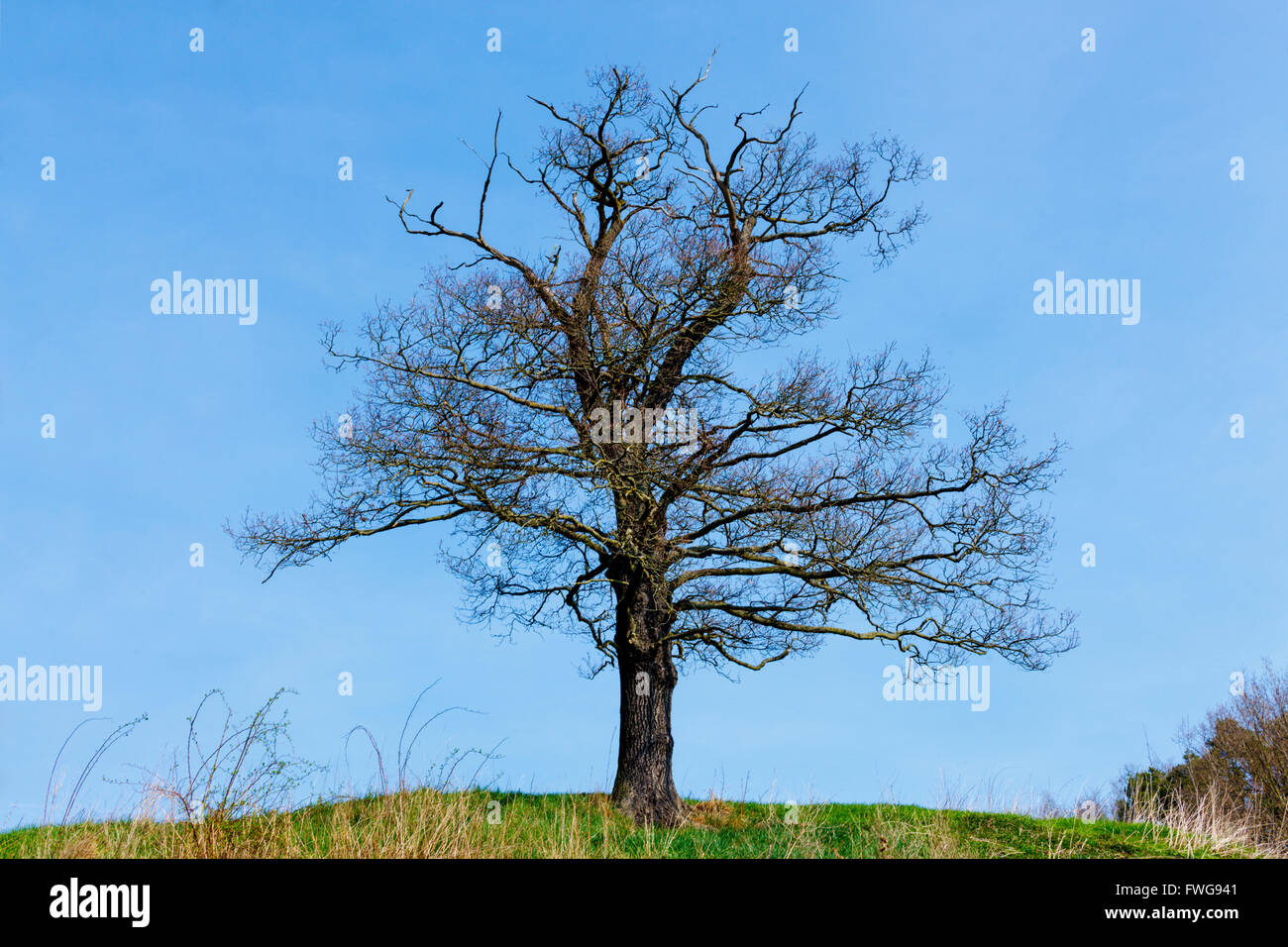 Dead tree in the spring Stock Photo - Alamy