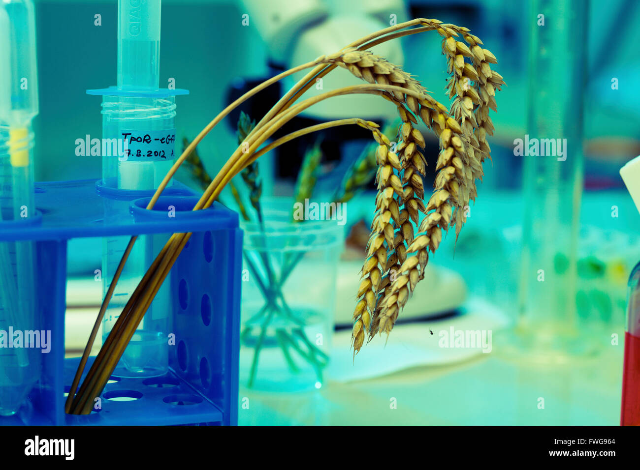 Wheat research in the laboratory Stock Photo - Alamy